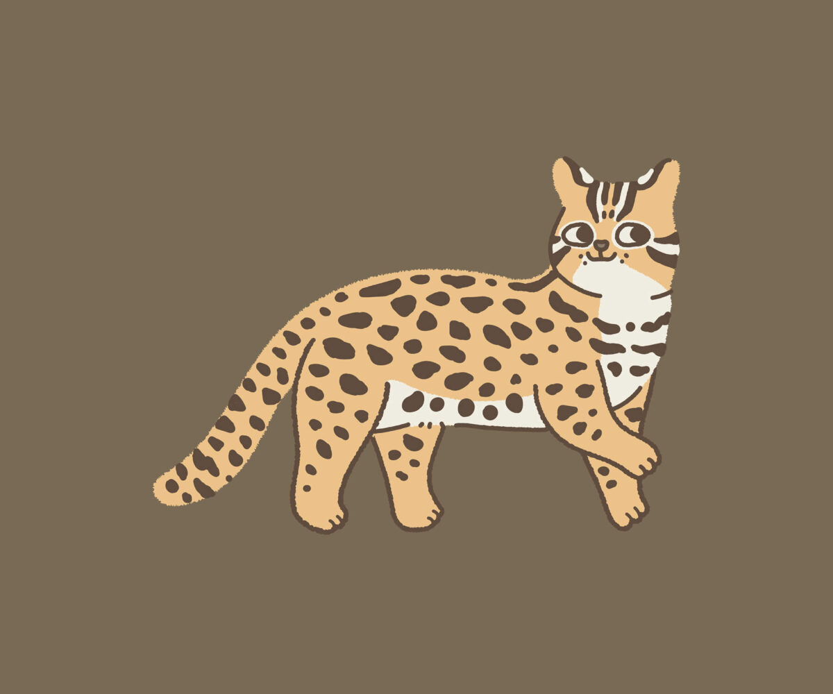 Leopard Cat Association of Taiwan – 台灣石虎保育協會