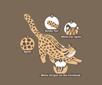 Leopard Cat Association of Taiwan – 台灣石虎保育協會